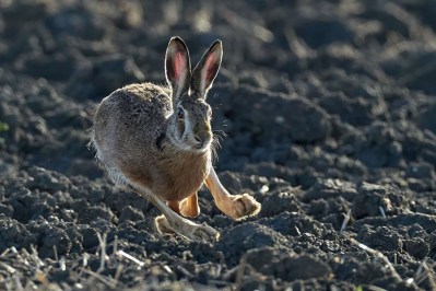 Picking the Right Gear, Strategy for Rabbit Hunting - Wide Open Spaces