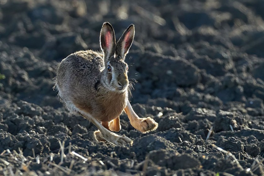 Picking the Right Gear, Strategy for Rabbit Hunting - Wide Open Spaces