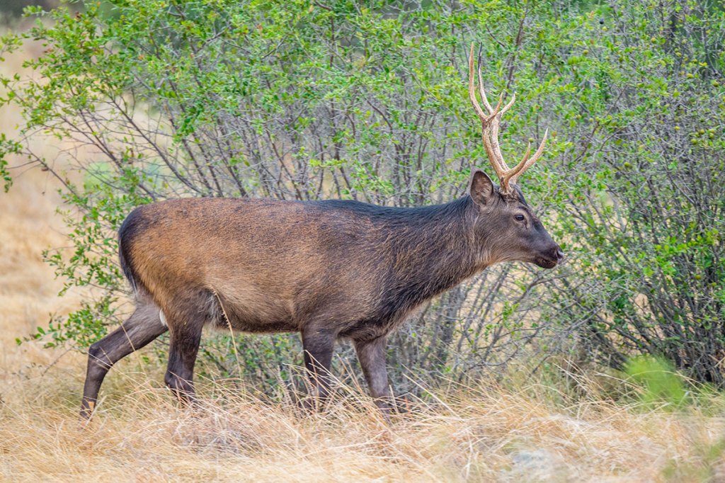The Sika Deer: Everything There is to Know About This Exotic Species ...