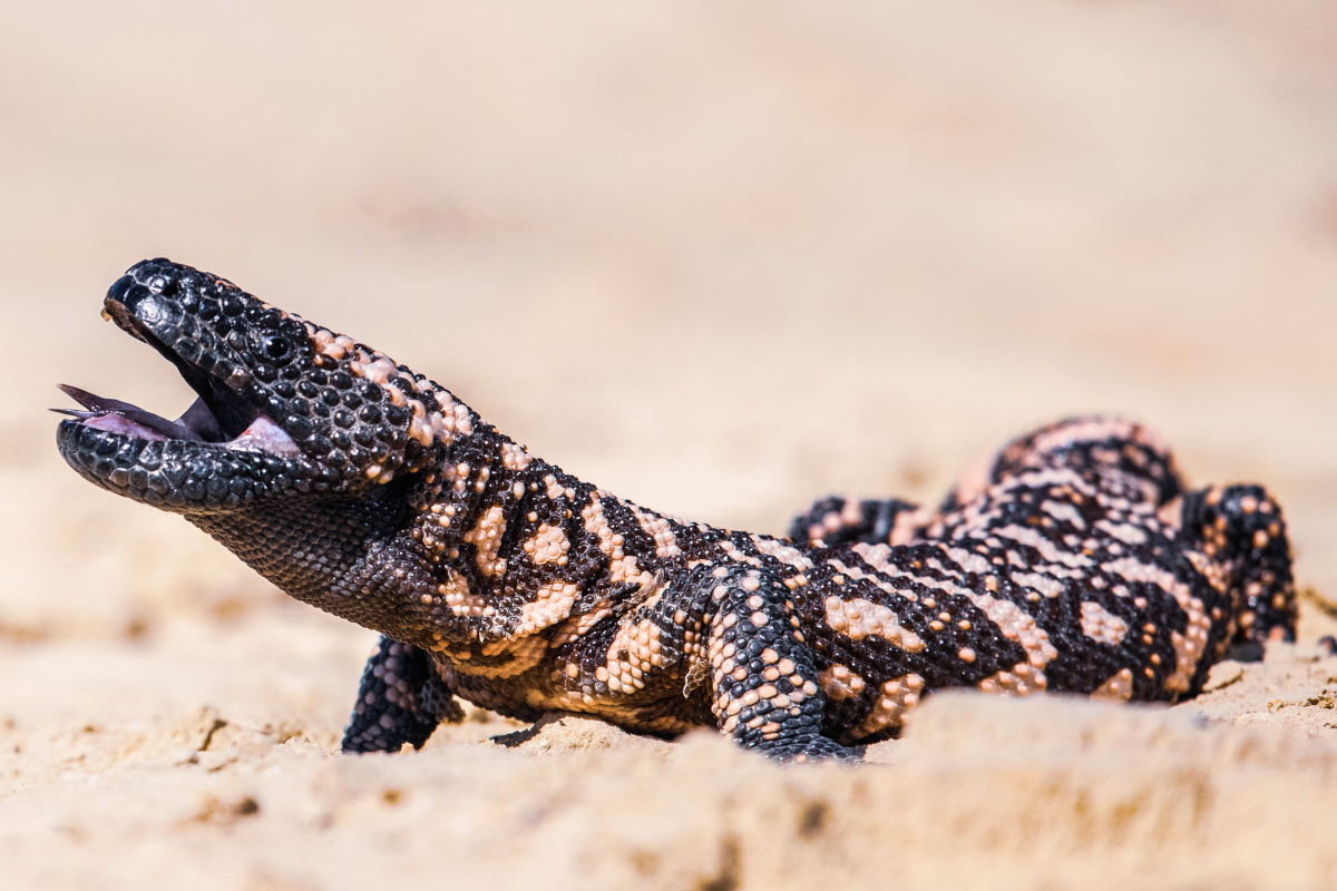 The Gila Monster: America's Fascinating Venomous Lizard - Wide Open Spaces
