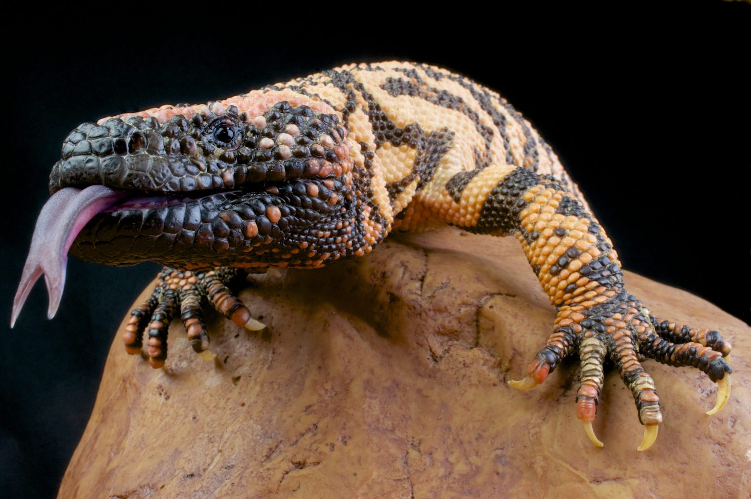The Gila Monster: America's Fascinating Venomous Lizard - Wide Open Spaces