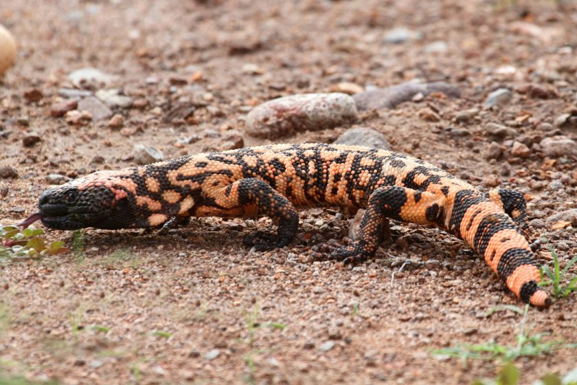 The Gila Monster: America's Fascinating Venomous Lizard - Wide Open Spaces