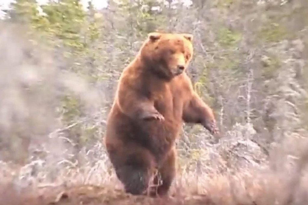 A Look Back at the World-Record Grizzly Bear, All 27 1/16 Inches of Him ...