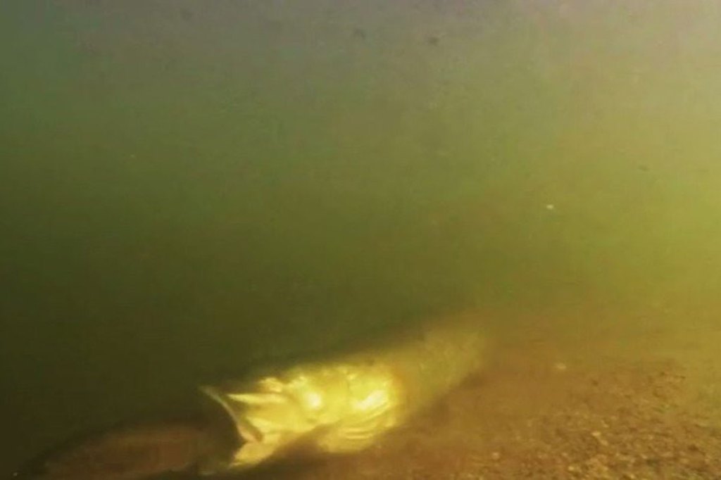Boys Fishing on Grandma's Dock Film a Muskie Eating a Muskrat - Wide ...