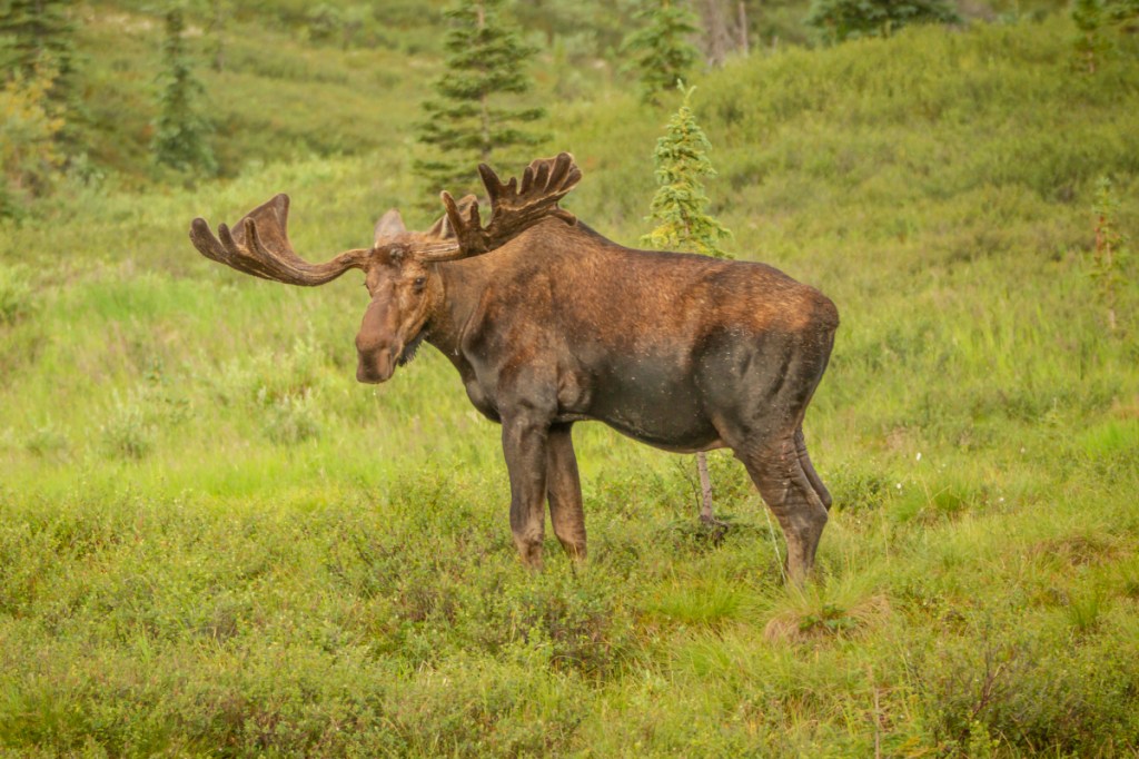 How Big Is a Moose: The Deer Family's Largest Member