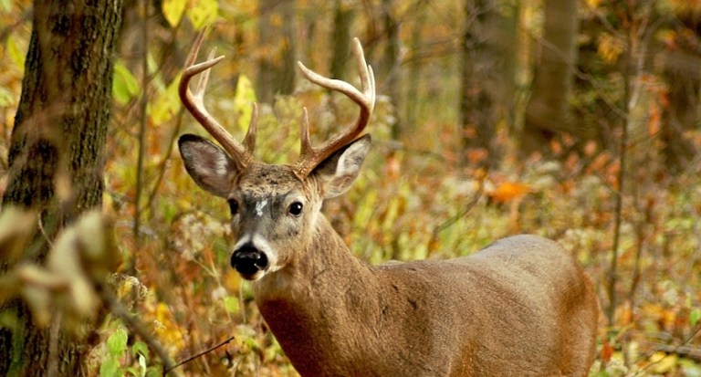 Indiana Deer Hunting: An Underrated State to Bag a Big Buck - Wide Open ...