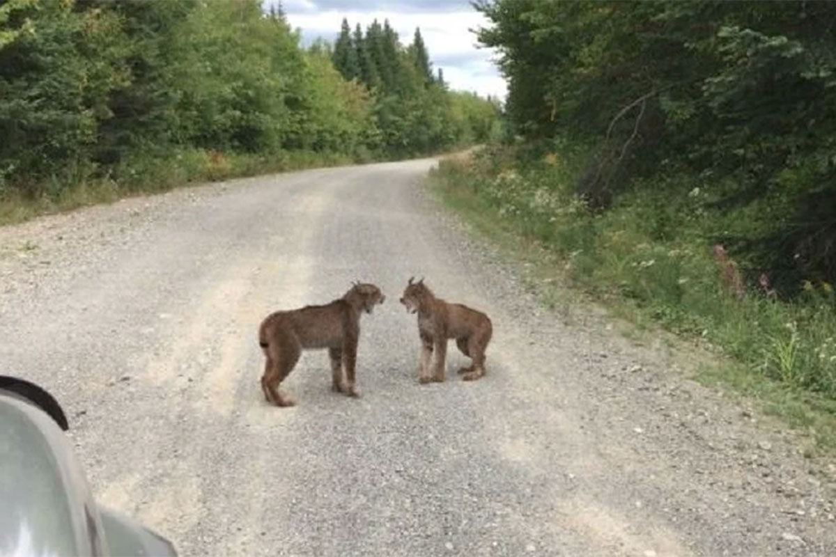 Clip Captures Lynx Pack Chasing Down a Snowshoe Hare - Wide Open Spaces