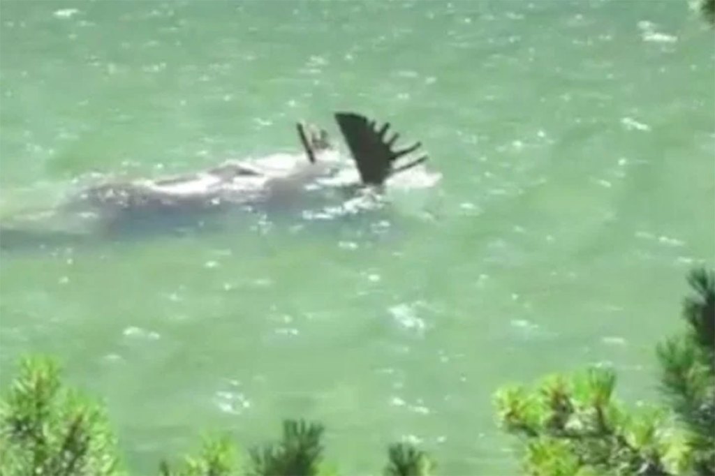 Canadian Bull Moose Cliff Dives Right in Front of Onlookers - Wide Open ...