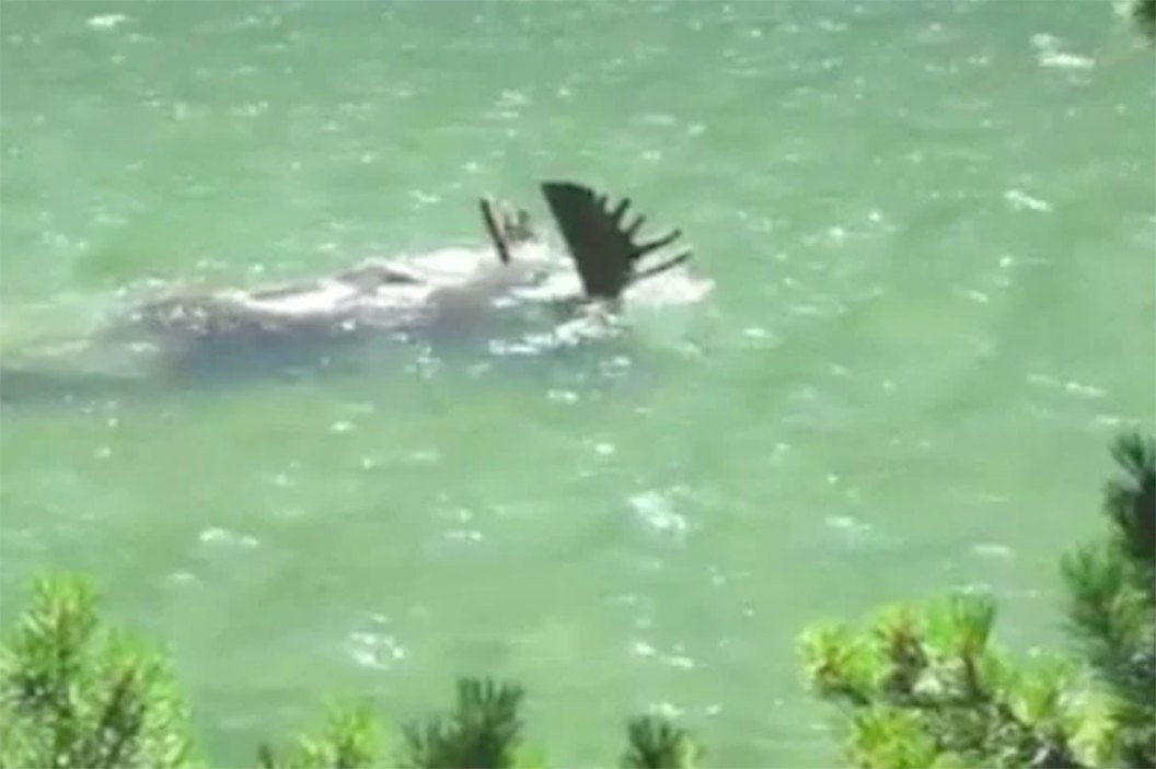 Canadian Bull Moose Cliff Dives Right in Front of Onlookers - Wide Open ...