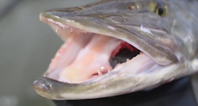 Canadian Woman Attacked, Pulled Underwater By Muskie - Wide Open Spaces