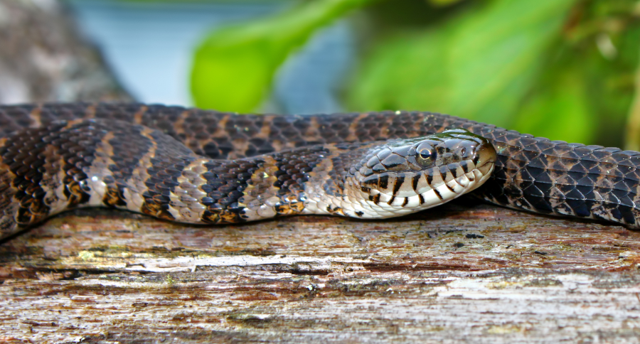 Northern Water Snakes: Everything You Need to Know About this Common ...