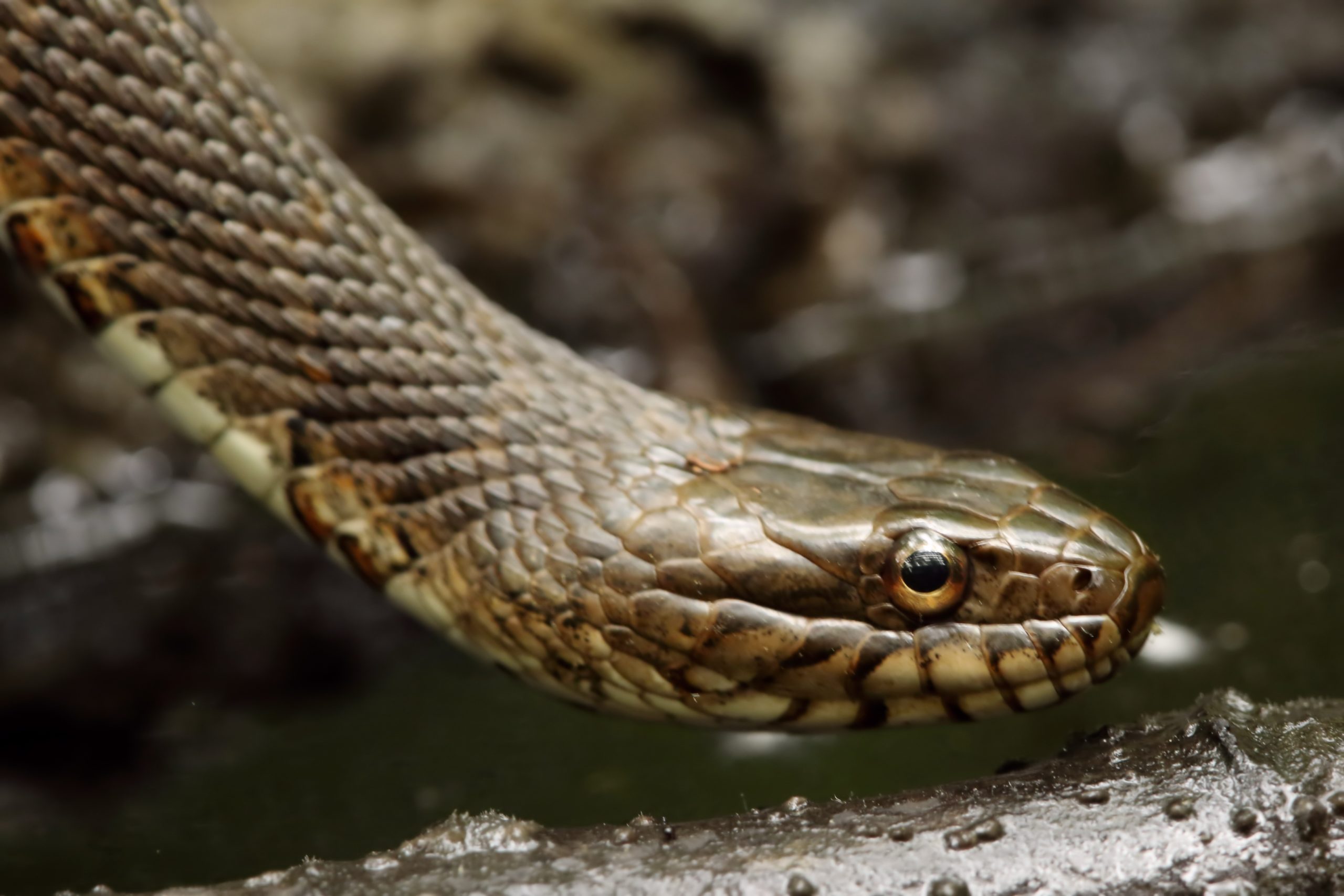 All About Northern Water Snakes—They're Nonvenomous!