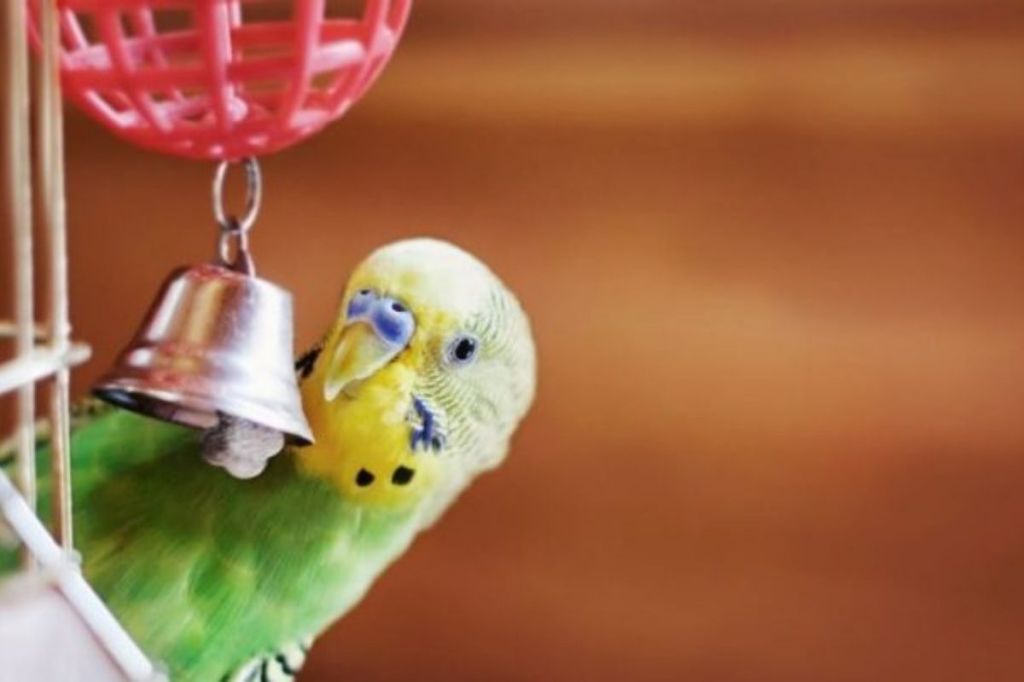 Parakeet 101: Everything to Know About Caring For These Birds