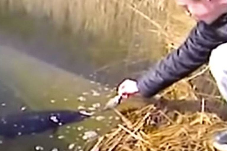 Guy Tries to Hand-Feed a Pike, Pays the Price - Wide Open Spaces
