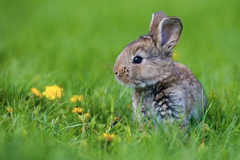 What to Do If You Find a Baby Rabbit In Your Yard