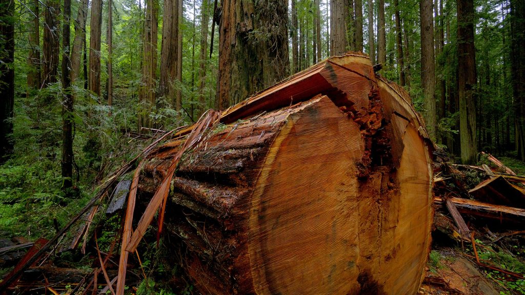 The Lacey Act: What is It, and What Does It Do? - Wide Open Spaces