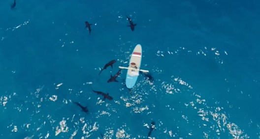 Looking Back on the Sharks Found Inside Active Volcano Near Soloman ...