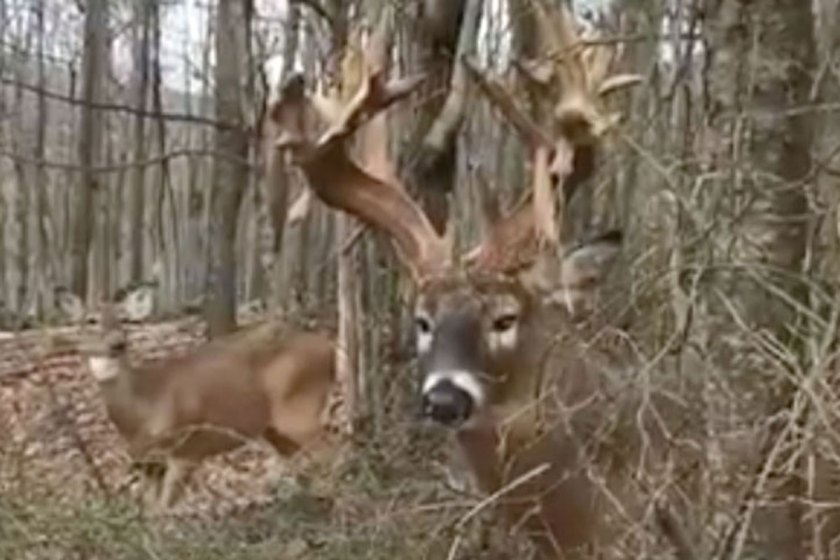 Man Gets Dangerously Close to a Mature Buck, Provokes a Snort-Wheeze ...