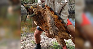 100+ Pound Suwannee Snapping Turtle One of Three Giants Caught by ...