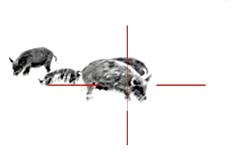 Feral Hog Compilation Illustrates the True Dangers of Wild Swine - Wide ...