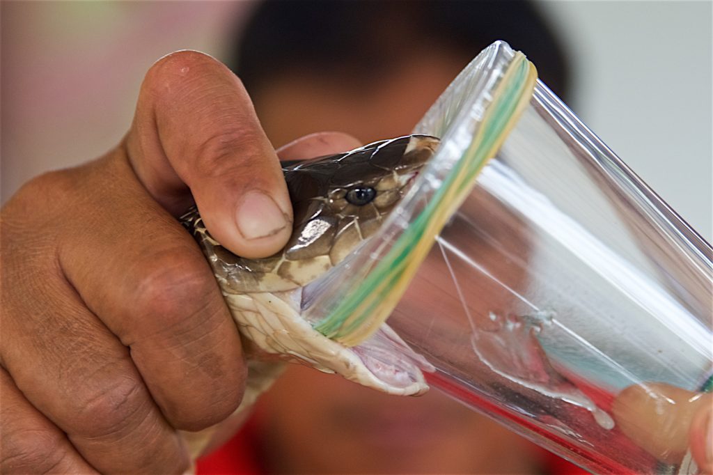 Venom vs Poison: Comparing and Contrasting Two of Nature's Dangers ...