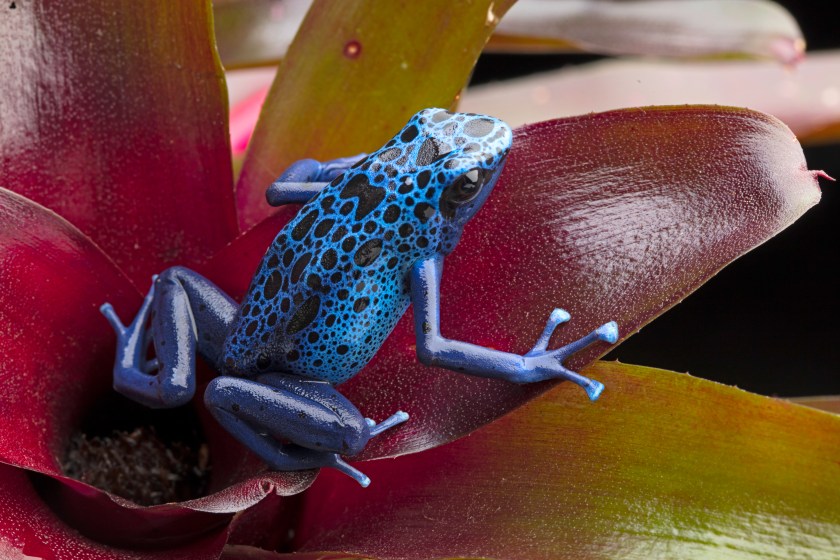 Venom vs Poison: Comparing and Contrasting Two of Nature's Dangers ...