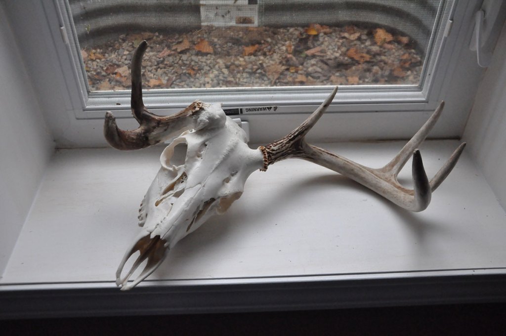 Goofy Sets of Deer Antlers: 12 Pictures of Weird-Looking Racks - Wide ...