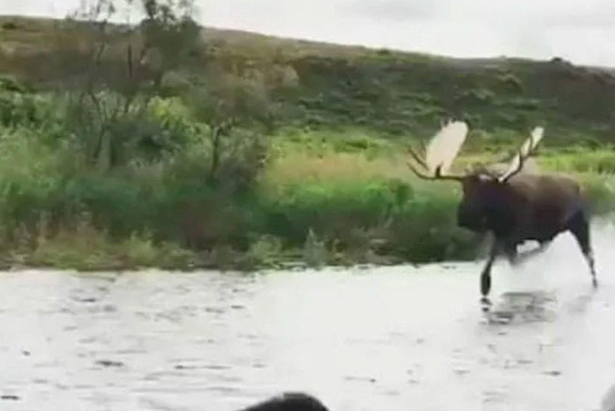 Motor Boat Couldn't Escape a Sprinting Bull Moose - Wide Open Spaces