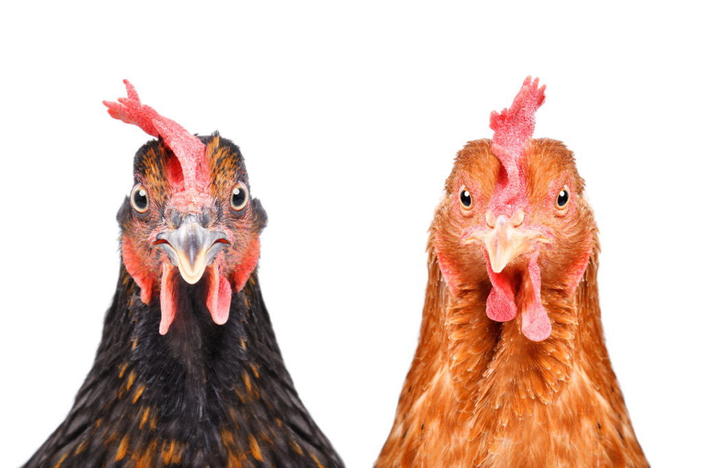 History of Chicken Evolution: Where They Come From & How We Got Here