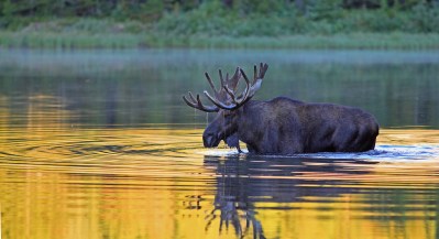 Moose vs. Elk: Key Species Differences