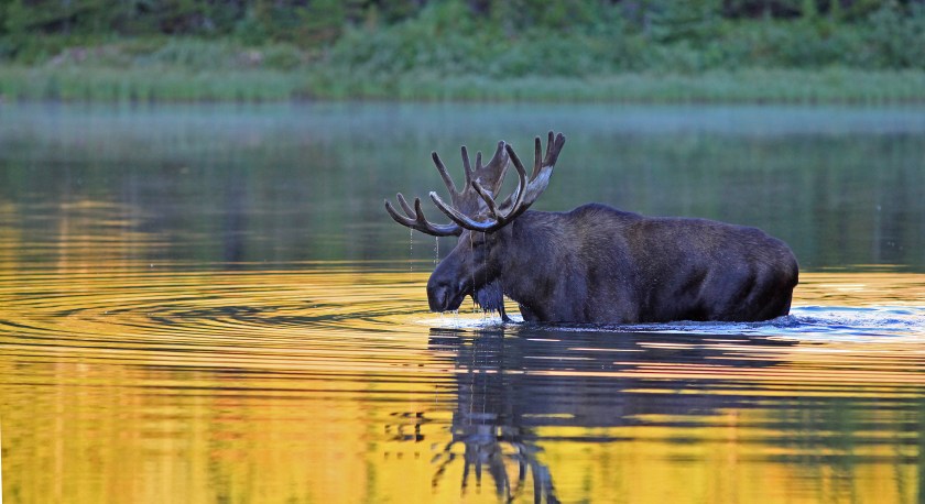 Moose vs. Elk: Key Species Differences