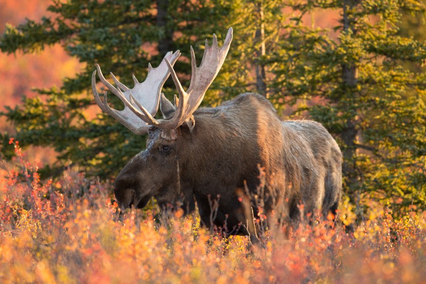 Moose vs. Elk: Key Species Differences