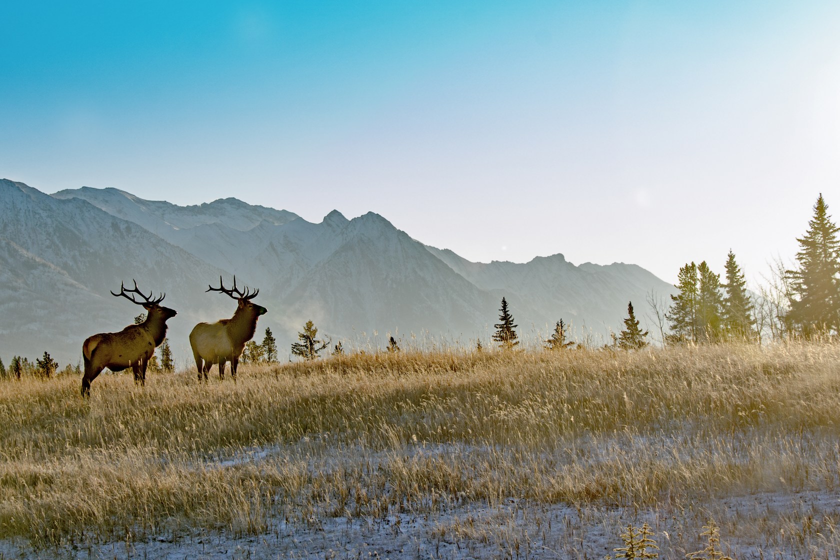 Moose vs. Elk: Key Species Differences