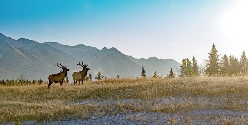 Moose vs. Elk: Key Species Differences