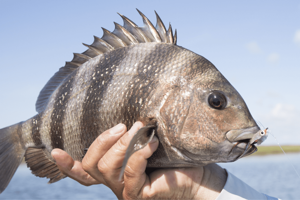 Sheepshead Fish Have "Human Teeth," And It's Freaking Everyone Out