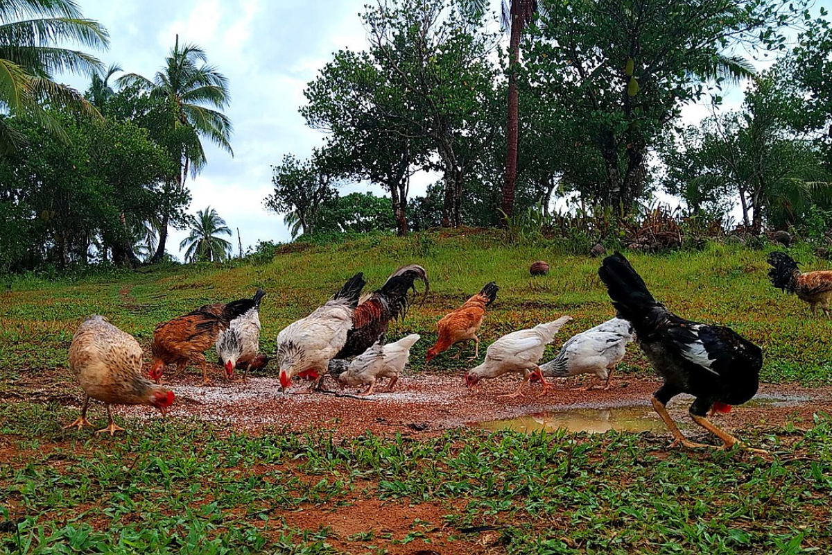 Breeds of Chickens: 15 Types of Chicken for Beginners and Veterans Alike