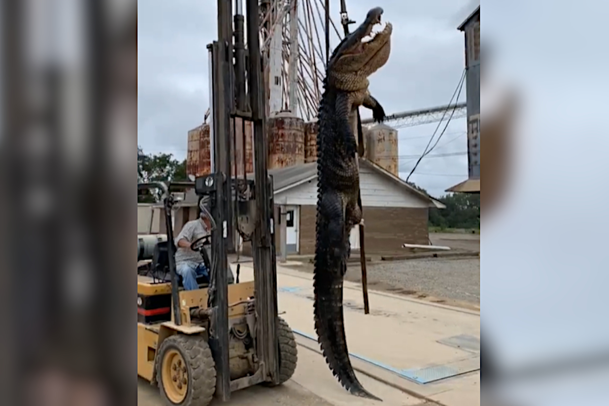 Nearly 14-Foot, 800-Pound Alligator is Largest Ever Taken in Arkansas ...