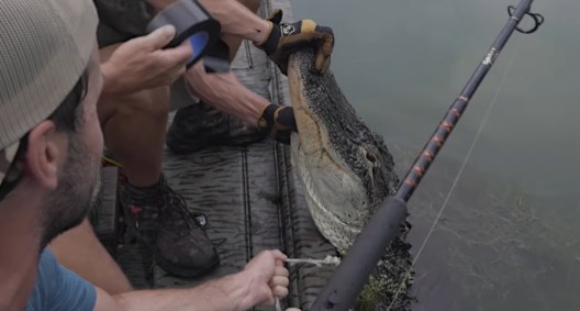 7 Things You May Need to Have a Successful Gator Hunt - Wide Open Spaces