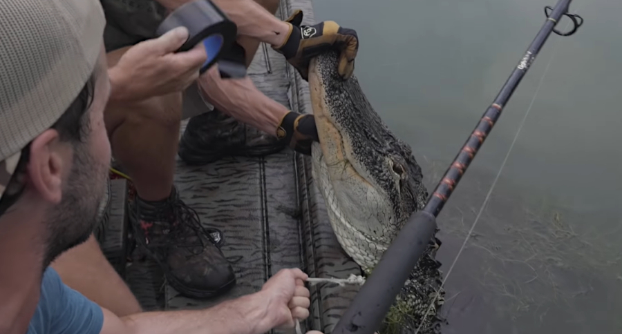 Huge Alligator Lumbers Past Hunter's Treestand, Plops Down in His Bait ...