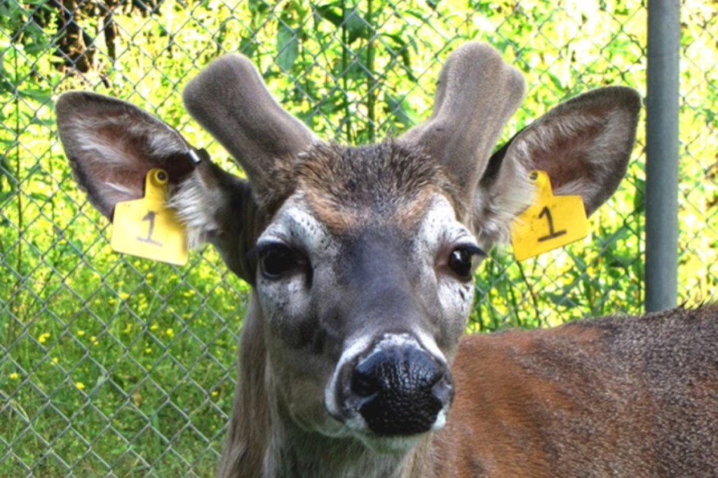 Michigan State University Documents Antler Growth of Two Bucks From ...