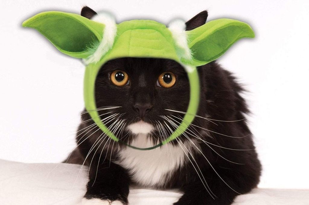 11 Cutest Cat Halloween Costumes of 2021 to Make Your Cat Stand Out