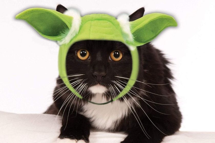 11 Cutest Cat Halloween Costumes of 2021 to Make Your Cat Stand Out