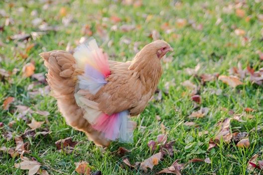 Chicken Tutus: Best Rainbow, Pastel, and Princess Tutus of 2021