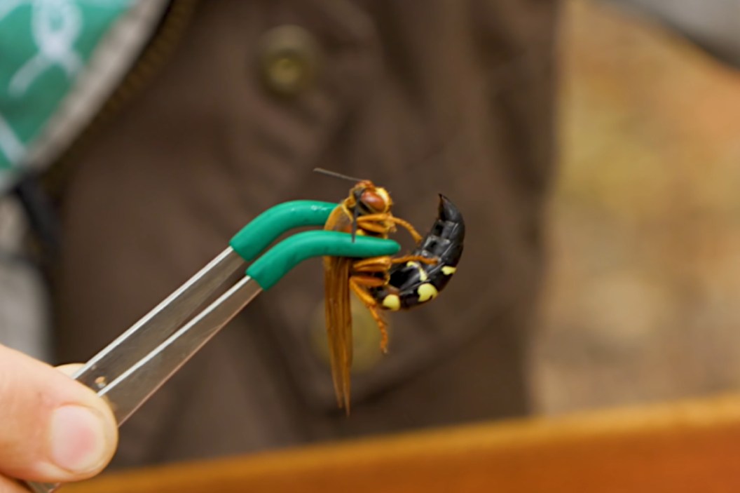 Testing Just How Painful the "Cicada Killer" Wasp's Sting is on Humans ...