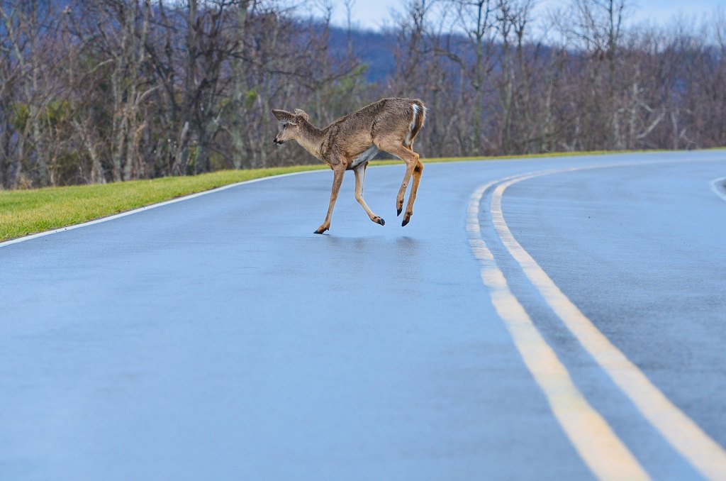 Deer Vehicle Collisions: Where and When They Happen Most Often, Plus ...