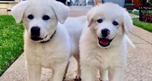 10 Celebrities With Their Dogs: Dr. Phil, Miley Cyrus + More