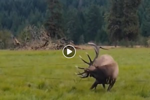 Oregon Authorities Rescue Bull Elk Hopelessly Tangled in Power Cables ...