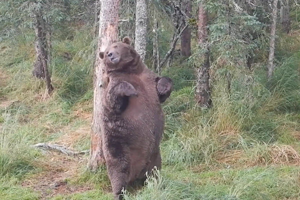 Hilariously Fat Bear Looks the Way We Feel After Quarantine - Wide Open ...