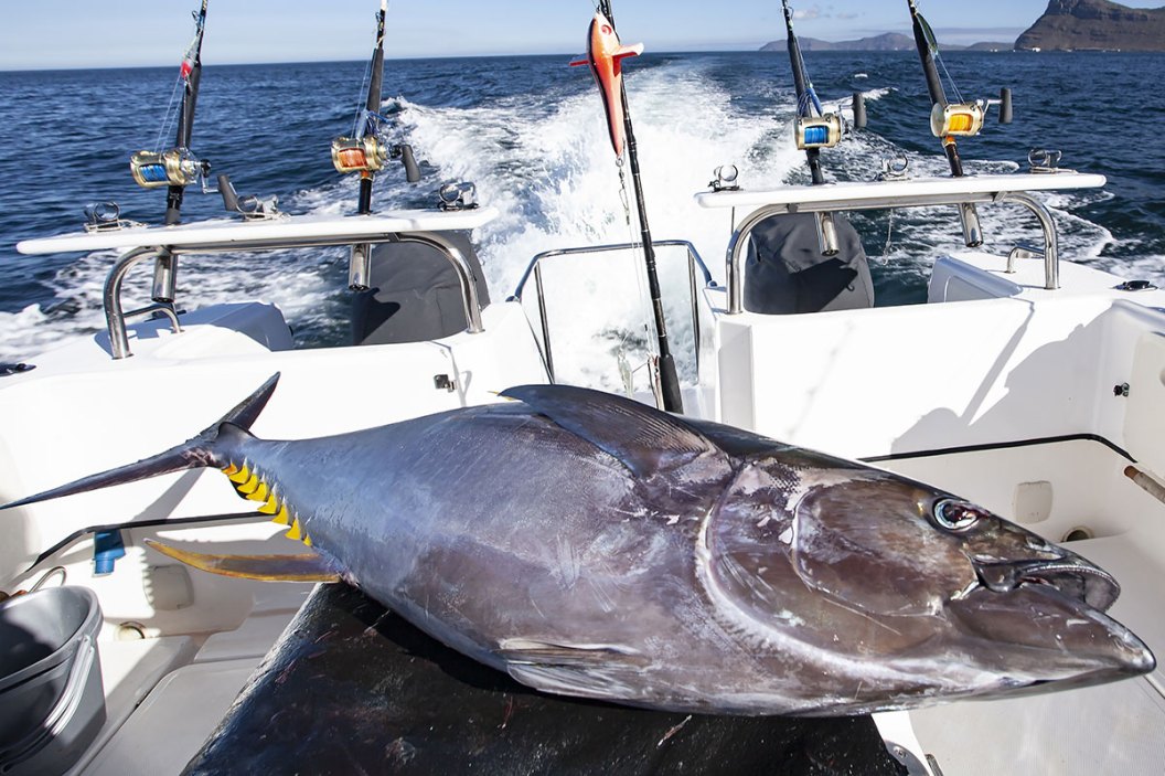 The Best Fish to Catch in Your Birthday Month - Wide Open Spaces