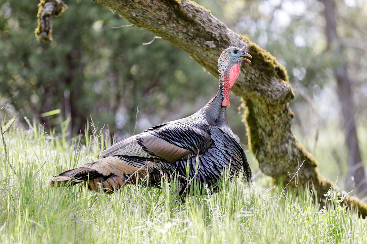 5 Best Turkey Hunting States Over the Next 5 Years - Wide Open Spaces